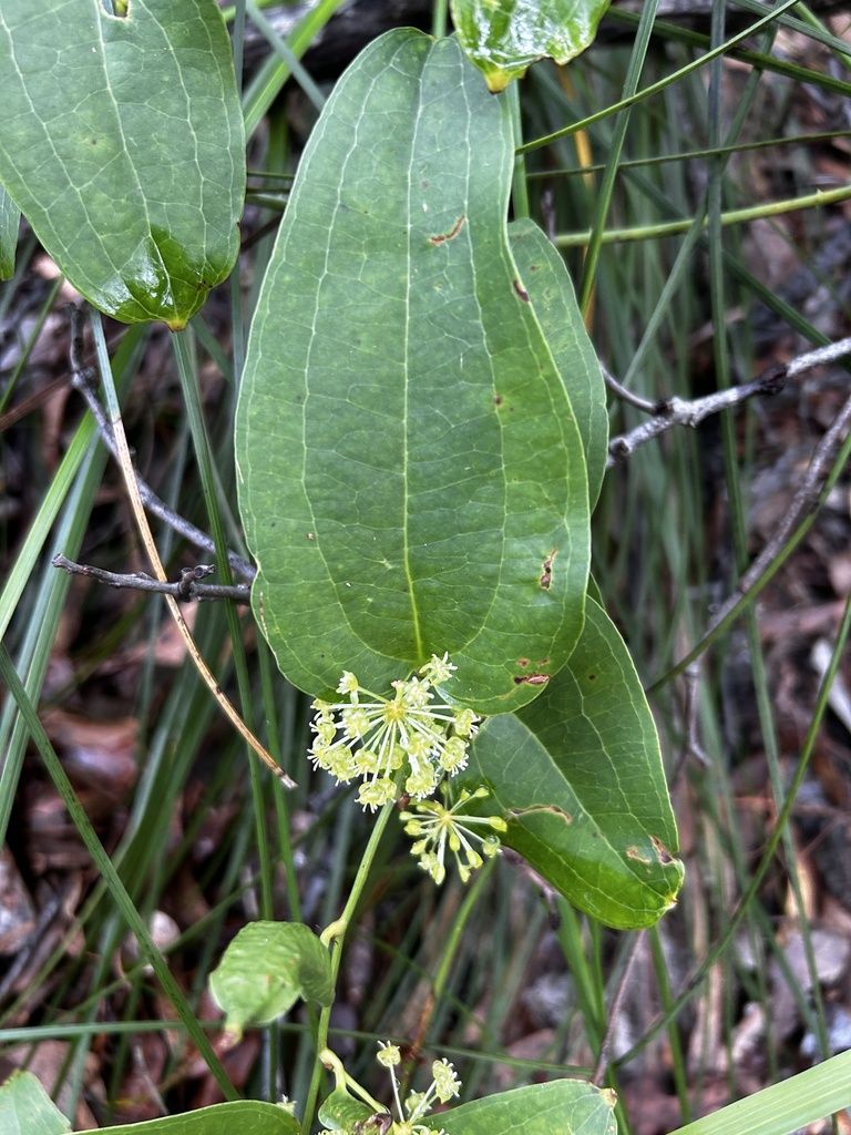 Austral Sarsaparilla from K’gari (Fraser Island) Recreation Area, Eurong, QLD, AU on June 2 ...