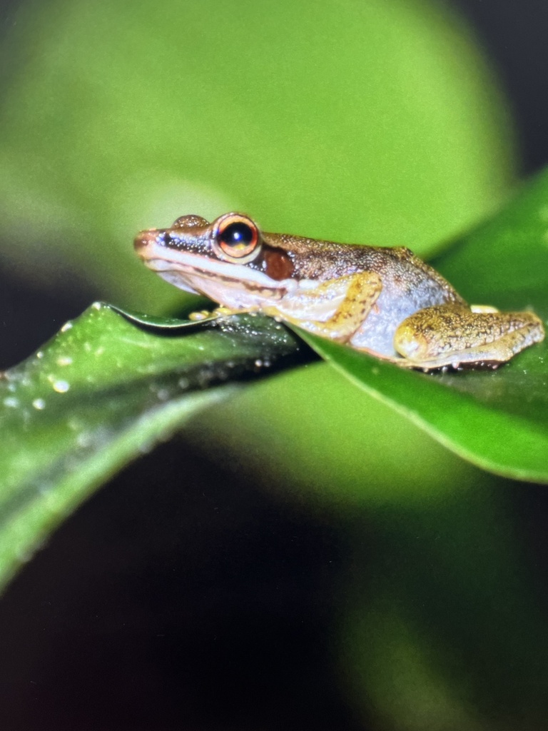 Malayan White-lipped Frog from Singapore Island, Singapore, SG, SG on ...