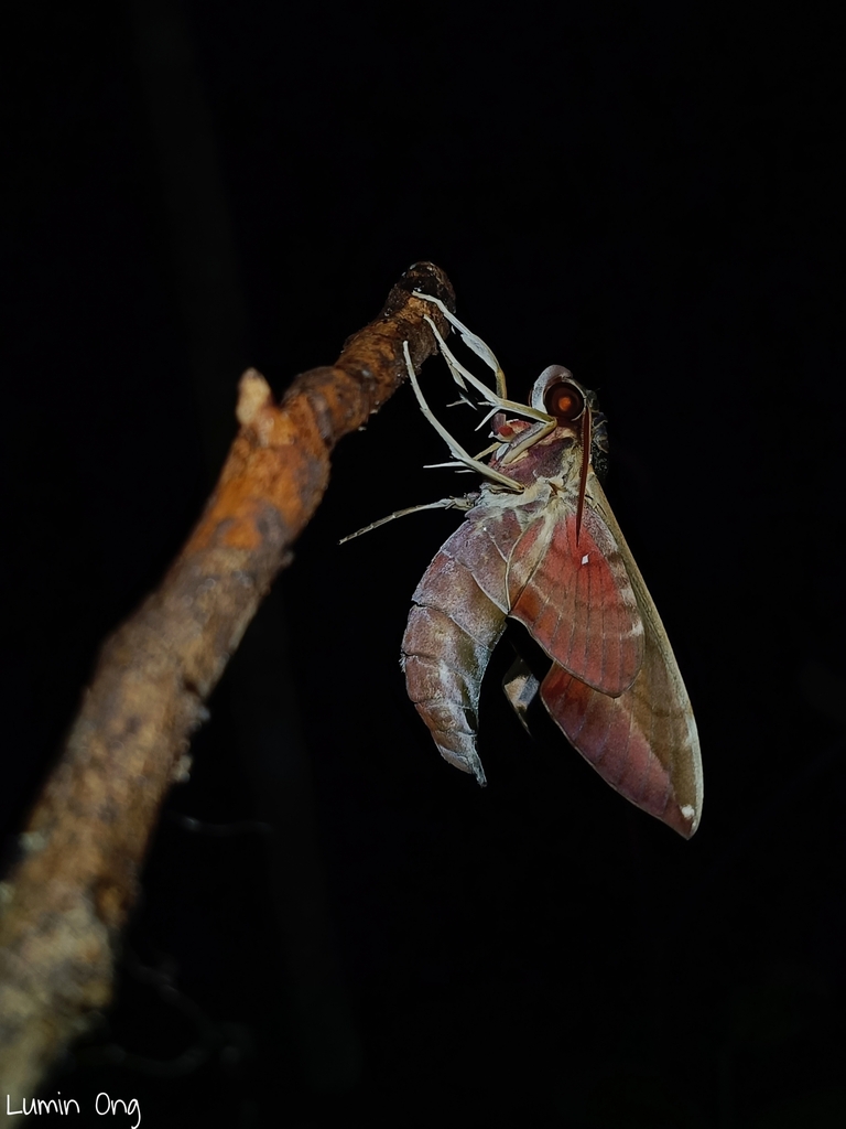 Jade Hawkmoth from Mandai T15 Trail on May 25, 2024 at 08:25 PM by ...