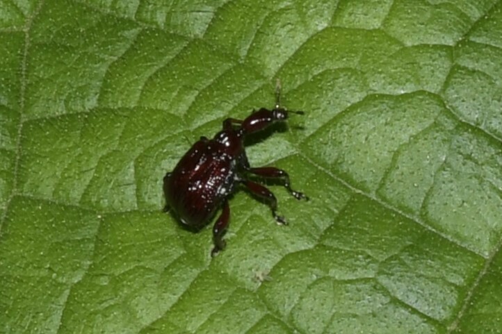 Apoderini from 南平市武夷山市大竹岚 on May 28, 2024 at 09:41 PM by rhinolin ...