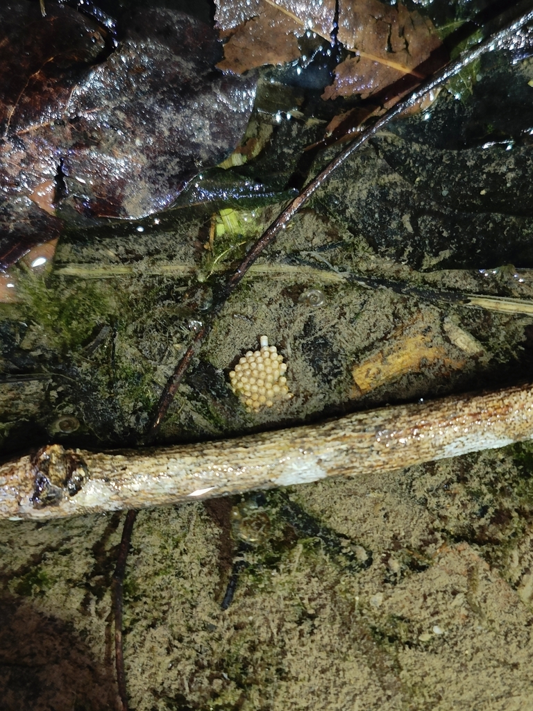 Diplonychus rusticus from Mandai T15 Trail on May 25, 2024 at 10:20 PM ...
