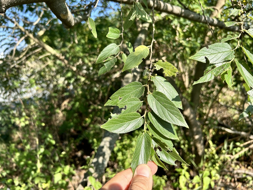 Oriental trema from Amandawe, 4172, South Africa on May 28, 2024 at 10: ...