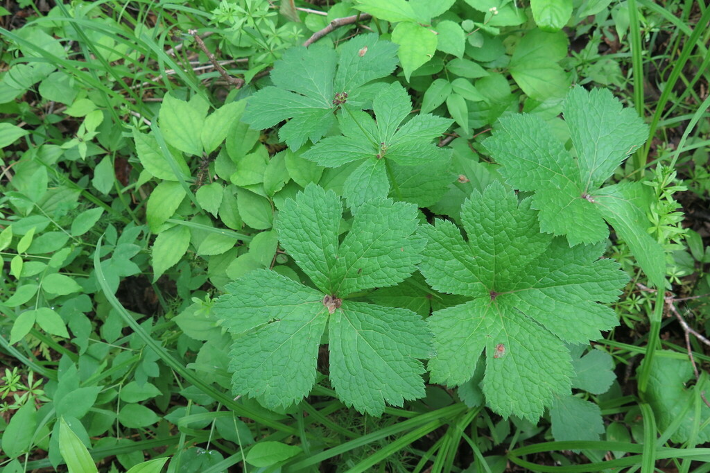 Red-flowering sanicle from Chernigovskiy rayon, Primor'ye, Russia on ...