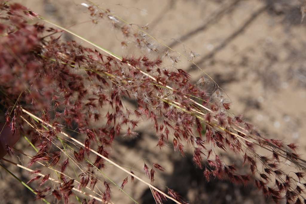 Natal grass from Townsville QLD, Australia on September 9, 2023 at 02: ...