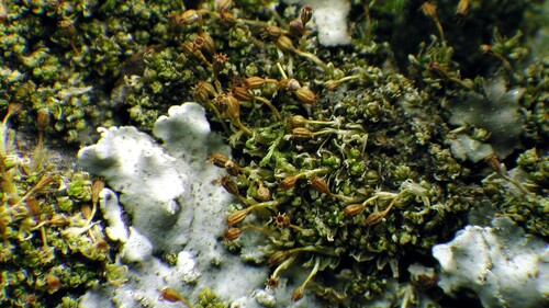 Familia Rhachitheciaceae · NaturaLista Colombia
