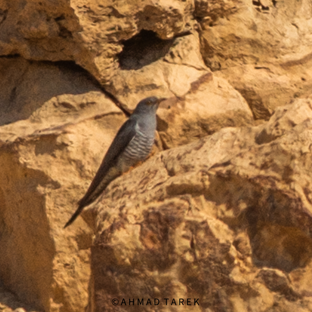 Common Cuckoo from Torah, Tura, Cairo Governorate, Egypt on April 14 ...