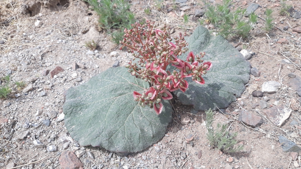 Rheum nanum from Jinst, MN-BH, MN on June 2, 2024 at 03:28 PM by ...