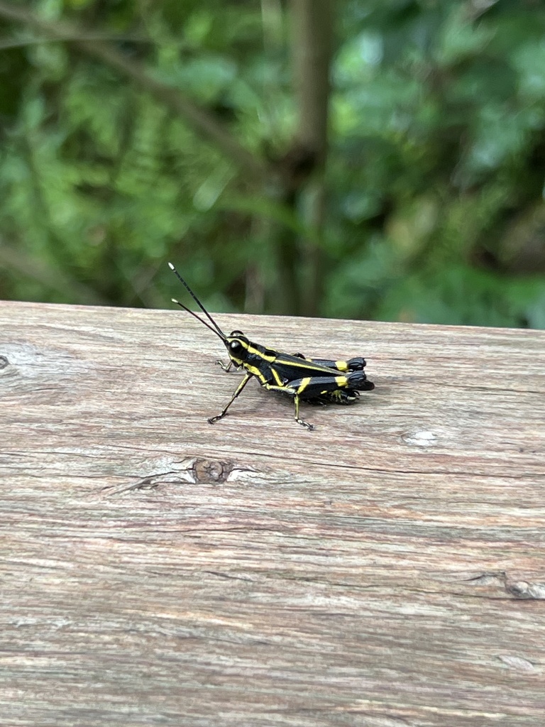 Traulia azureipennis from Rifle Range Nature Park, Singapore, SG, SG on ...