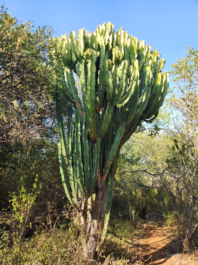 Common Tree Euphorbia from City of Tshwane, ZA-GT, ZA on June 2, 2024 ...