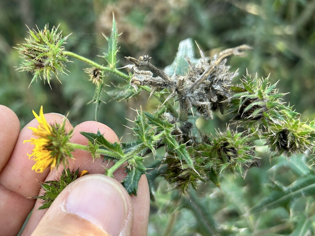 Berkheya bergiana from Amandawe, 4172, South Africa on May 28, 2024 at ...