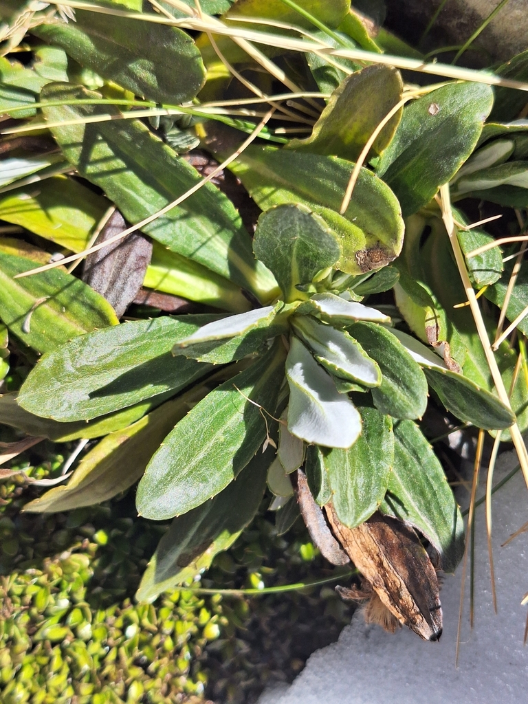 Haast's Mountain Daisy from Mueller Hut, Mount Cook National Park 7999 ...