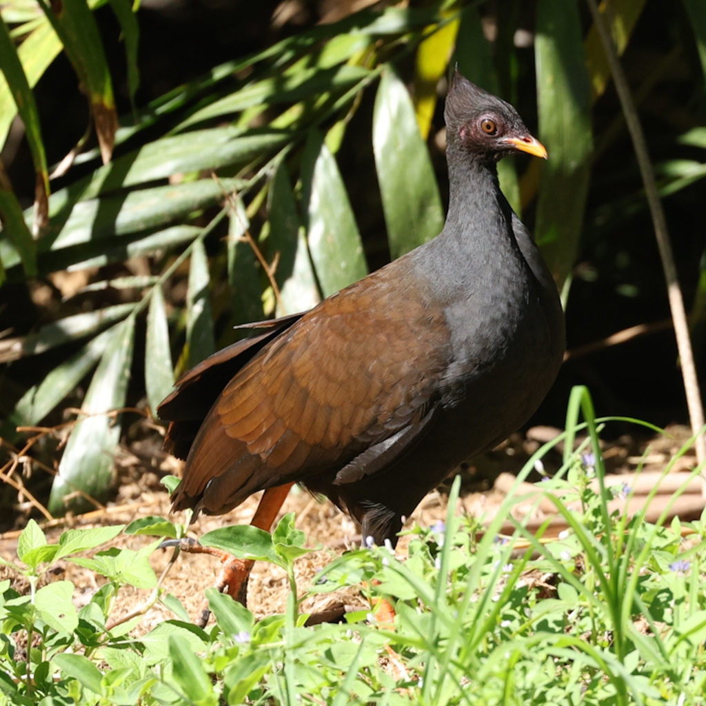 Orange-footed Scrubfowl (Pocket guide to fauna of Hamilton Island, QLD ...
