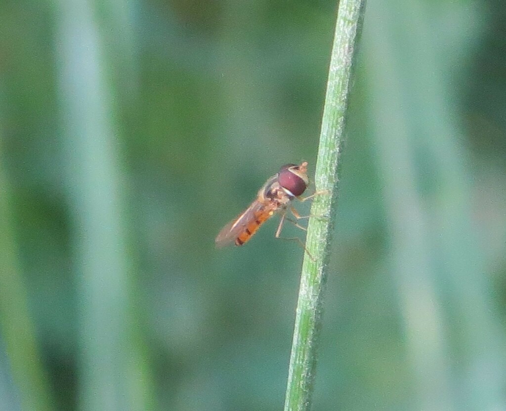 Episyrphus trisectus from Parkview, Randburg, 2122, South Africa on ...