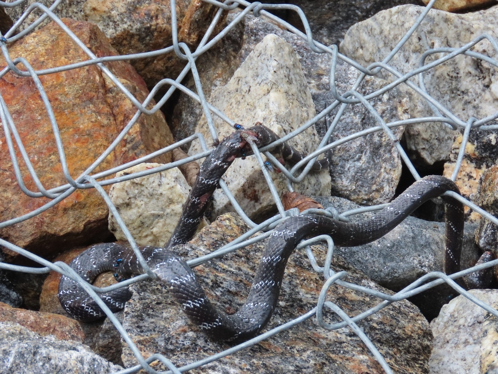 Northeastern Hill Krait from Mangan, Sikkim 737116, India on June 02 ...