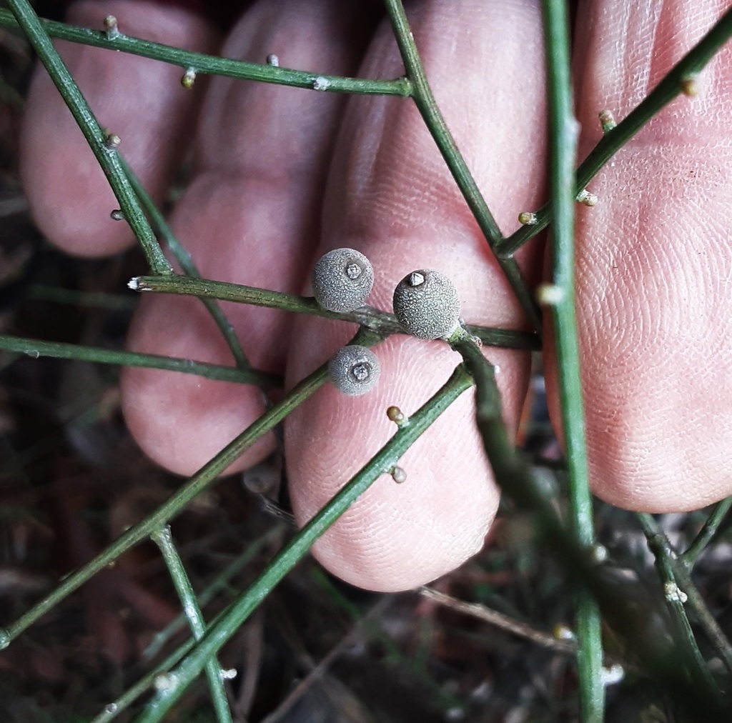 Omphacomeria acerba from Gardens of Stone SCA, Cullen Bullen NSW 2790 ...