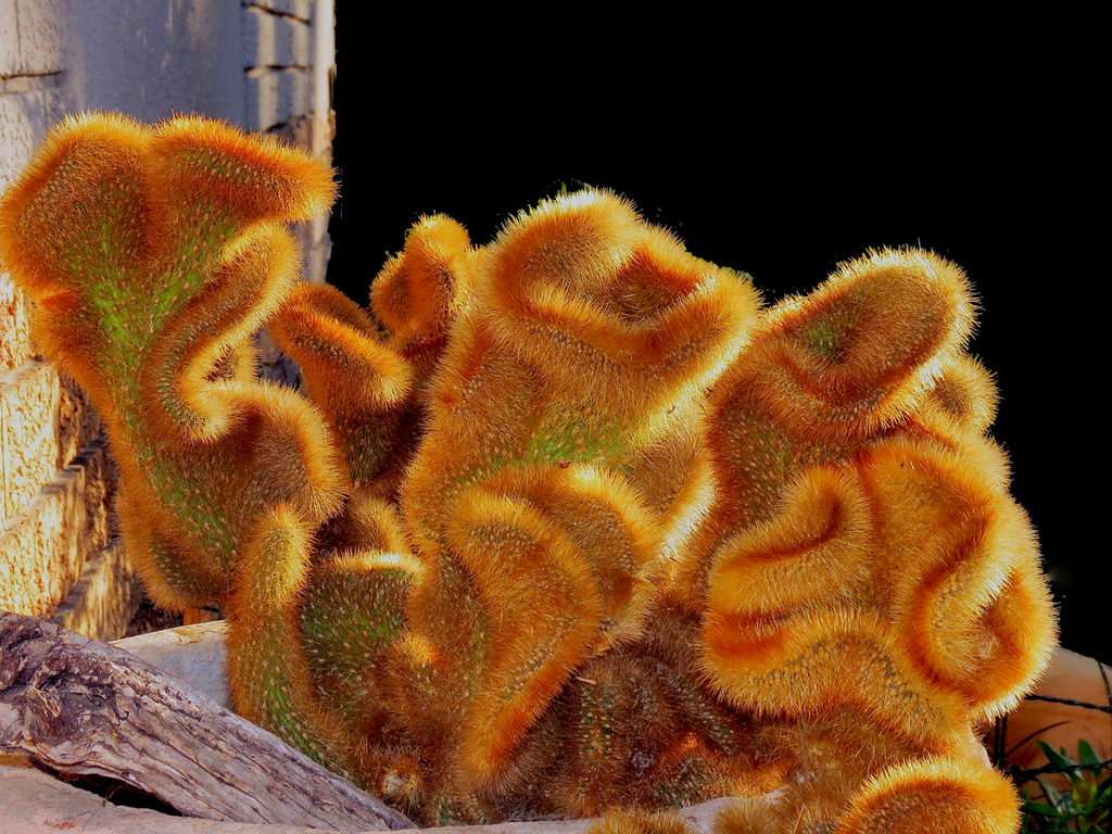 Golden Rat-tail Cactus in June 2018 by tjeerd. must have been mutilated ...