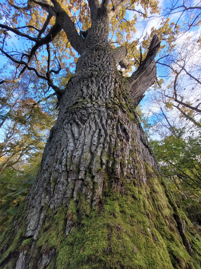 English oak from HH53+4X, Virtsu, 90101 Pärnu maakond, Eesti on October ...