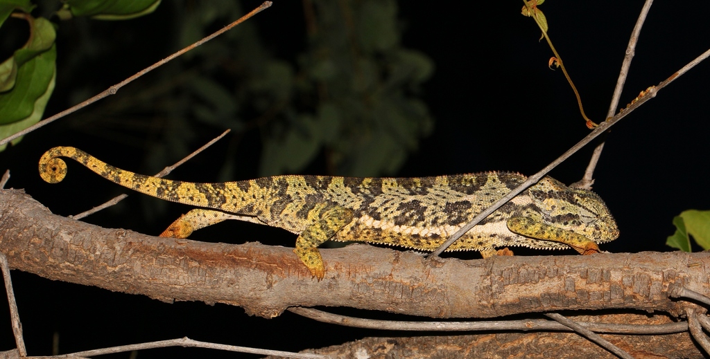 Flap-necked Chameleon from Chimutu, Malawi on February 7, 2018 at 06:34 ...