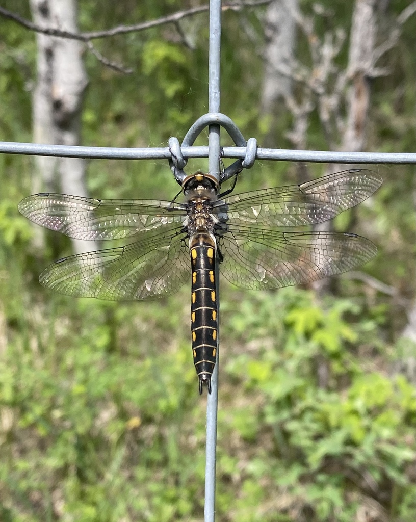 Spiny Baskettail from Kuhnen Park Near Blackfalds Alberta Canada on ...