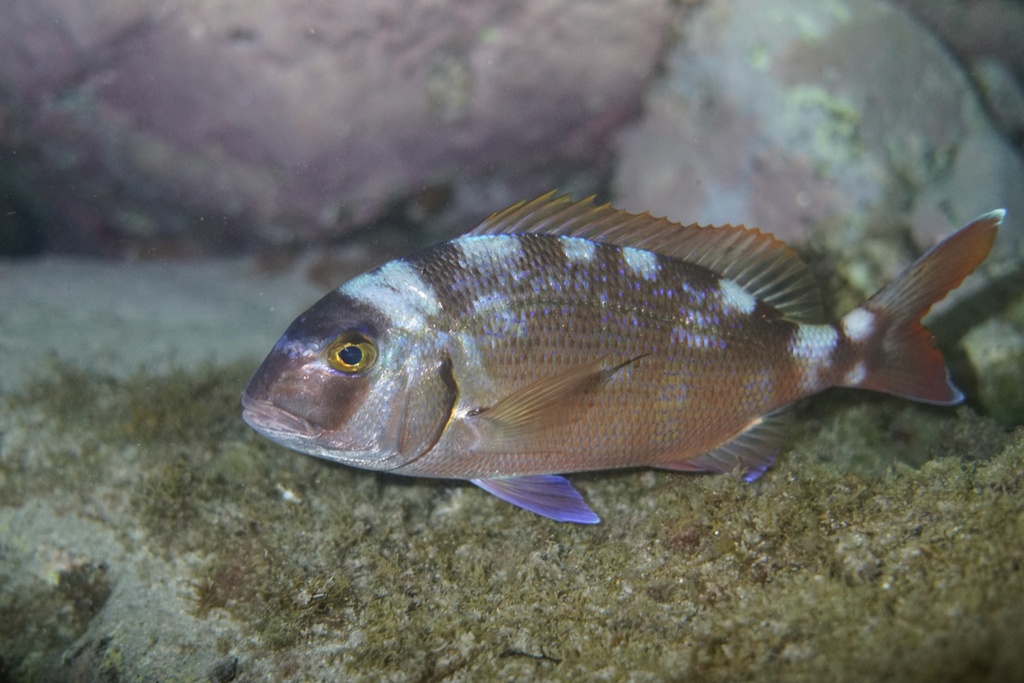 Red Porgy (Pagrus pagrus) - Marine Life Identification