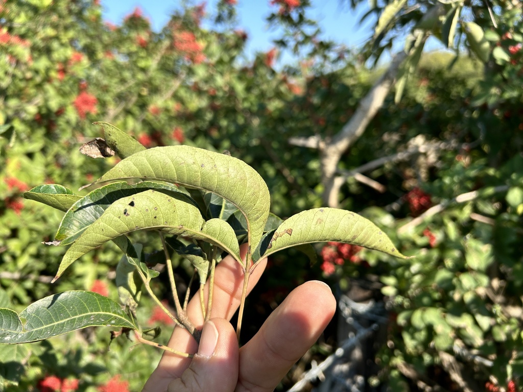 Red Currant-rhus from Amandawe, 4172, South Africa on May 28, 2024 at ...