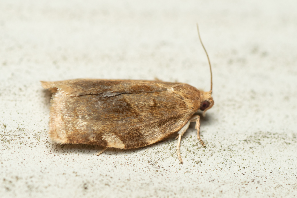 Broken-banded Leafroller Moth from Long Island, Southold, NY, US on ...