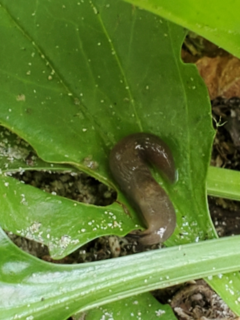Smooth Land Slugs from Greenville, NC, USA on June 2, 2024 at 08:58 AM ...