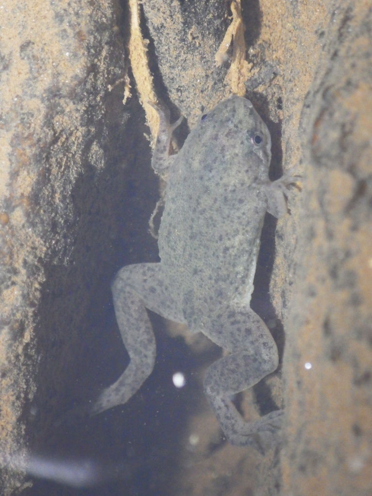 Carvalho's Surinam Toad from Caverna Toca Juparanã on April 7, 2017 at ...