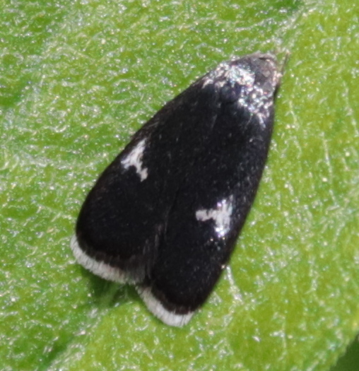 Menesta tortriciformella from Wenlock WMA, Ferdinand, VT, USA on June 1 ...