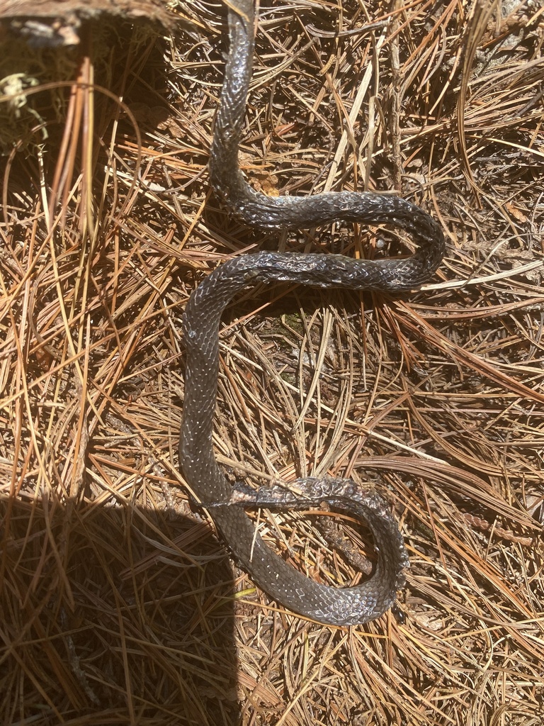 ring-necked snake from Katahdin Woods and Waters National Monument ...