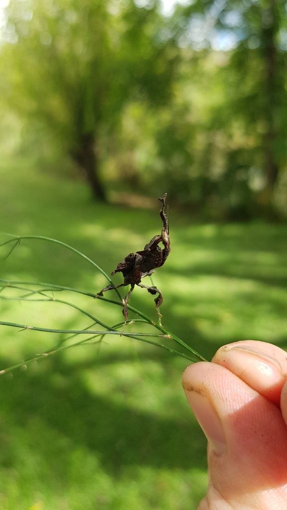Common Ghost Mantis from City of Tshwane Metropolitan Municipality ...
