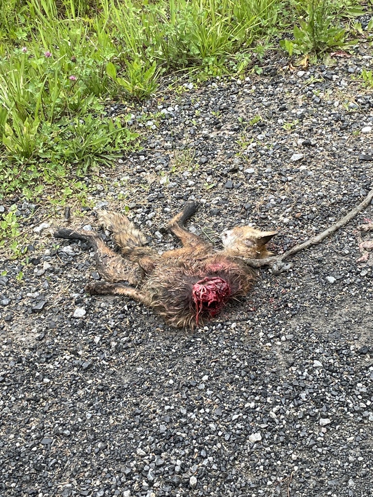Red Fox from Highland County, VA, US on June 2, 2024 at 09:57 AM by ...