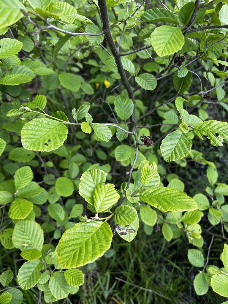 smooth alder from Asa Pond Rd, Wakefield, RI, US on May 29, 2024 at 02: ...