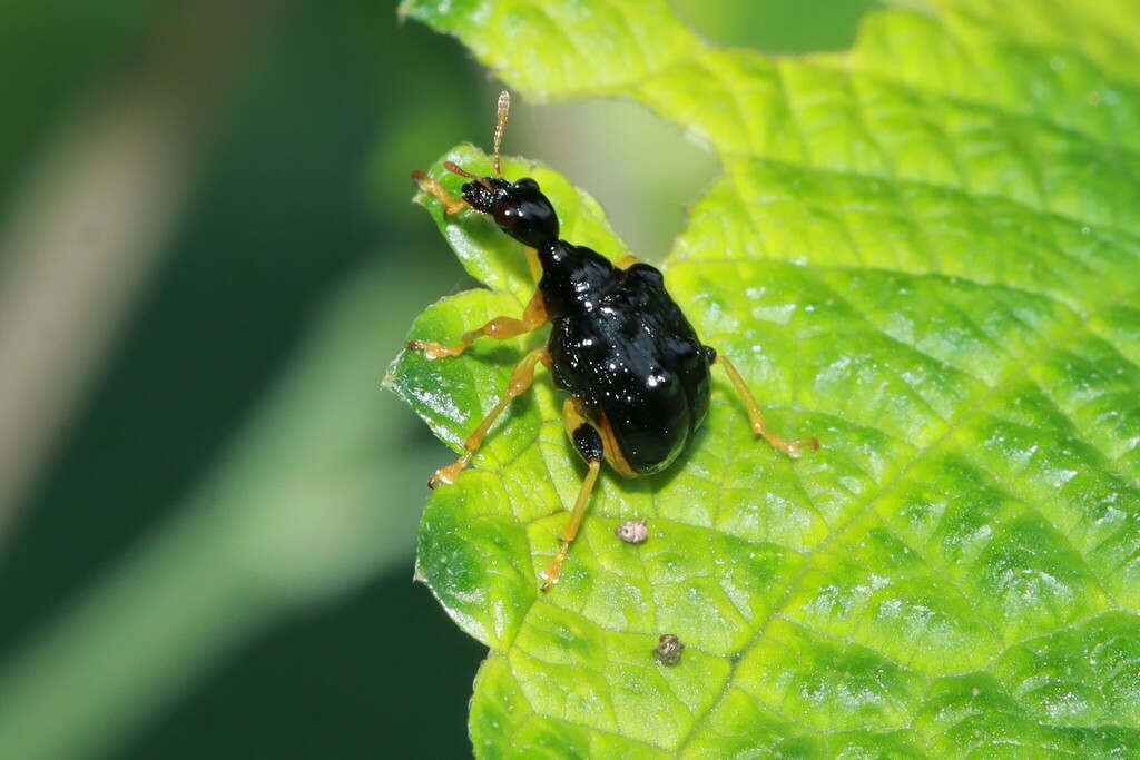 Phymatapoderus latipennis from 中国浙江省杭州市临安区大明山 邮政编码: 311323 on May 22 ...
