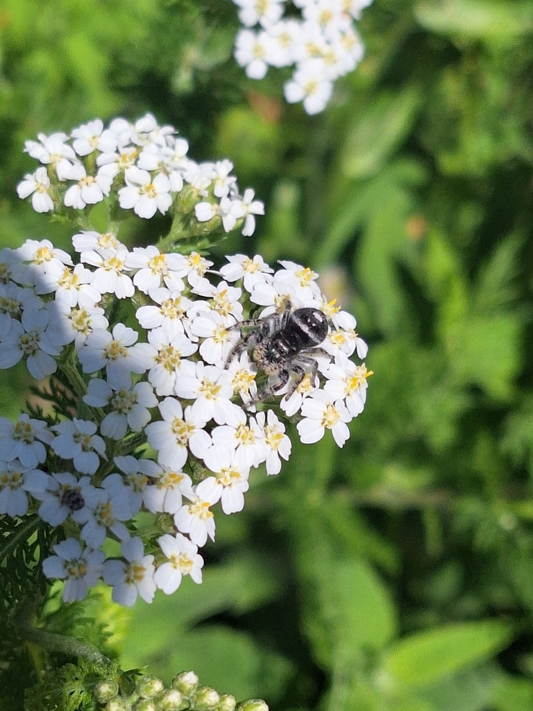 Bold Jumping Spider from West Ward, Easton, PA 18042, USA on May 31 ...