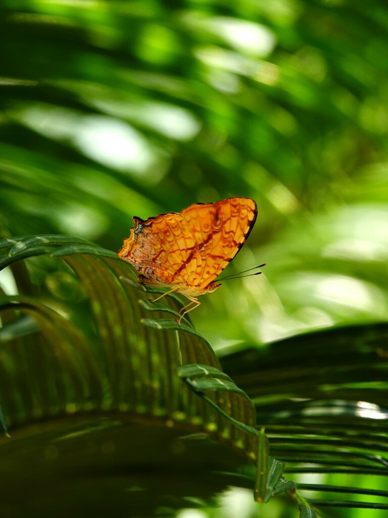 Common Jester from 中国广东省广州市天河区 on June 2, 2024 at 01:31 PM by Yiyin Qi ...