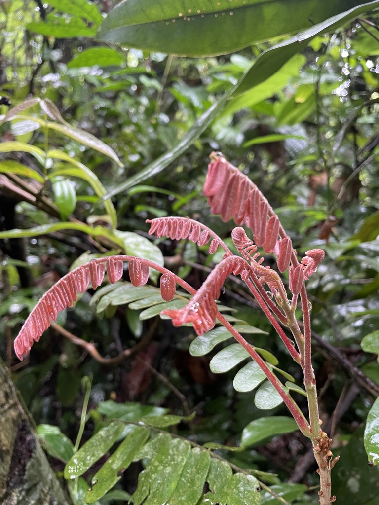 connarus family from Khlong Tha Dan, Pak Phli, Nakhon Nayok, TH on June ...