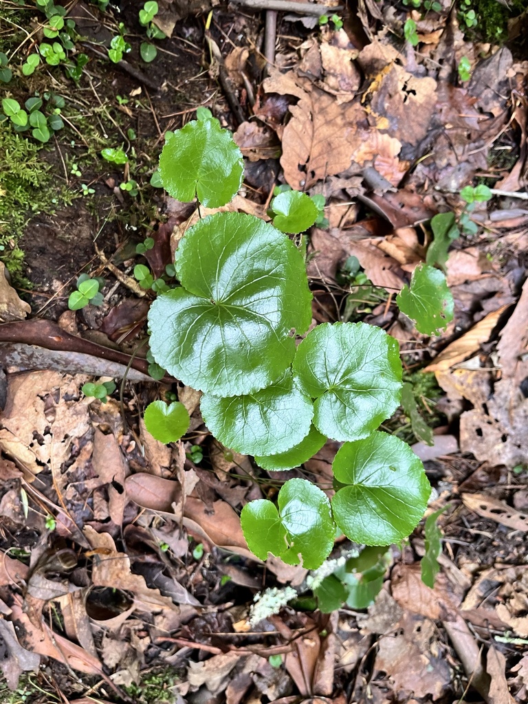galax from Pisgah National Forest, Hot Springs, NC, US on May 26, 2024 ...