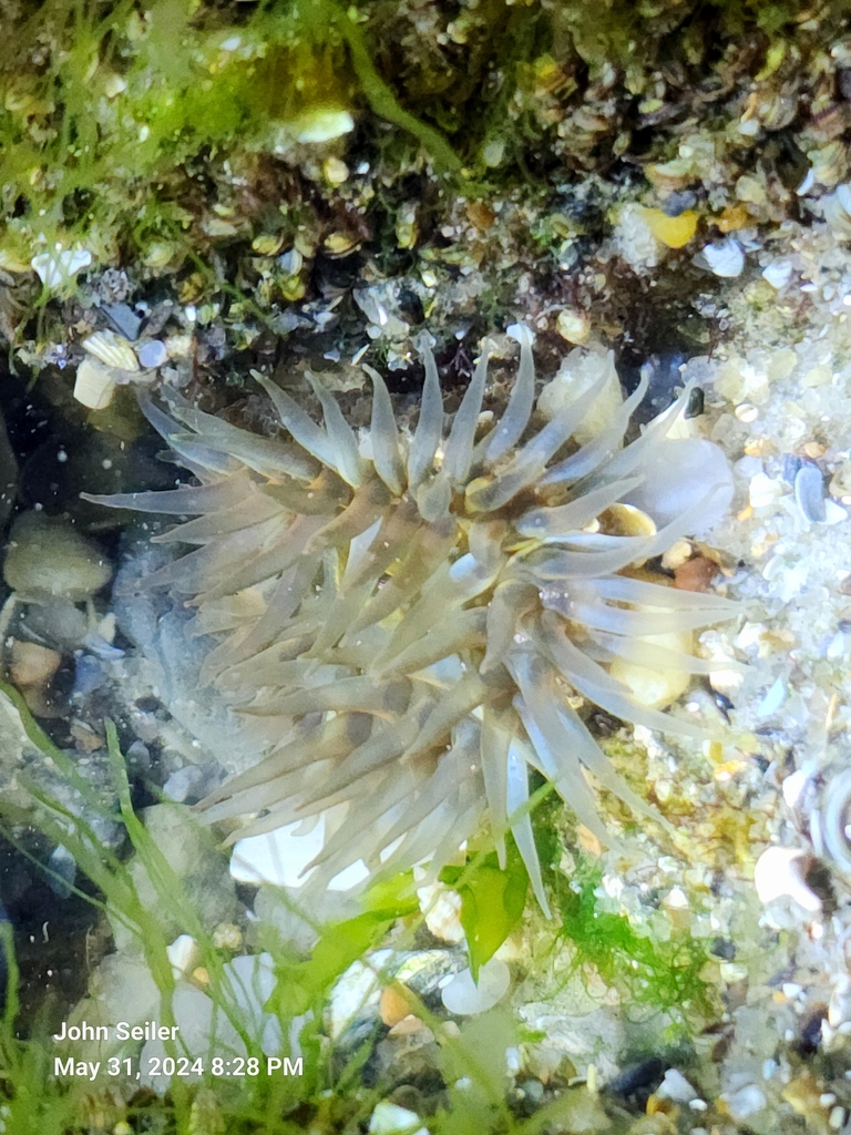 Warty Sea Anemone from Kure Beach, NC, USA on May 31, 2024 at 08:28 PM ...