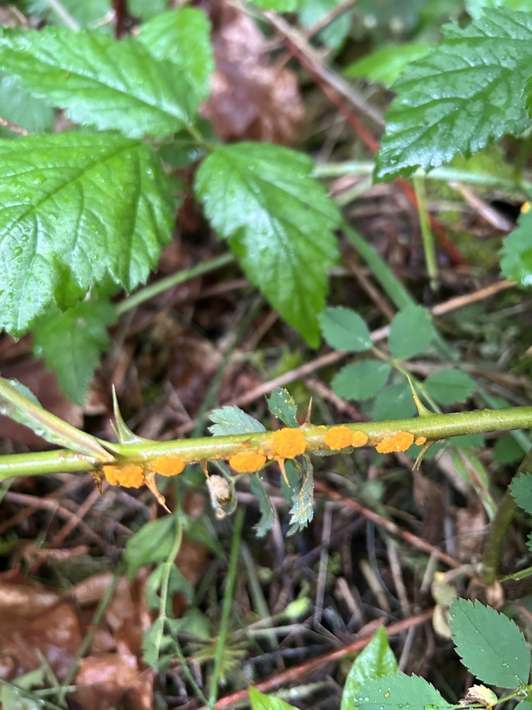 Multiflora rose rust from Sunshine Coast, BC, CA on June 2, 2024 at 07: ...