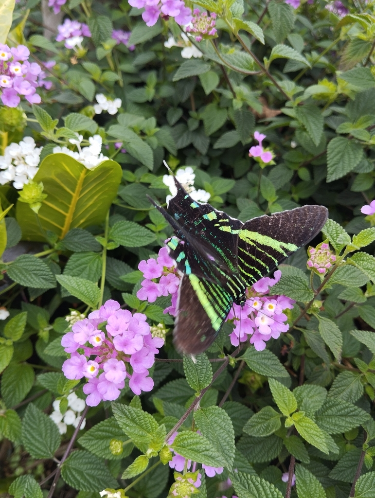 Urania Swallowtail Moth from Caramanta, Antioquia, Colombia on June 2 ...