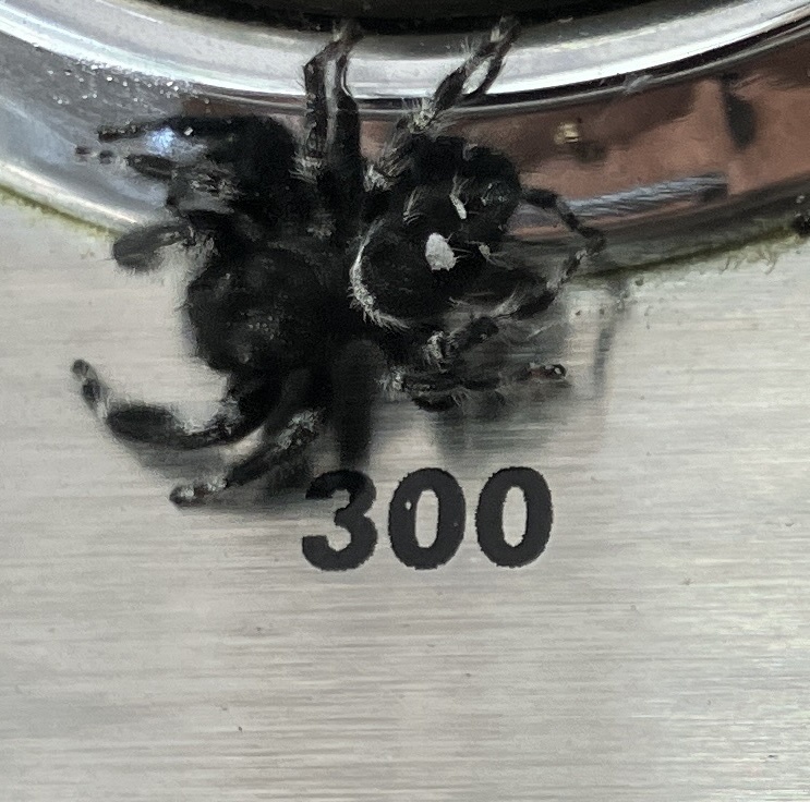 Bold Jumping Spider from North St, Easton, CT, US on June 2, 2024 at 11 ...