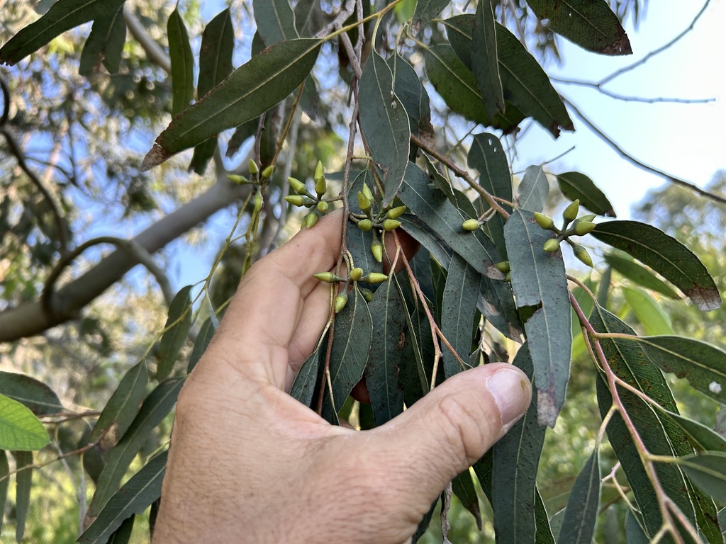eucalyptus from Ugu District Municipality, South Africa on May 28, 2024 ...