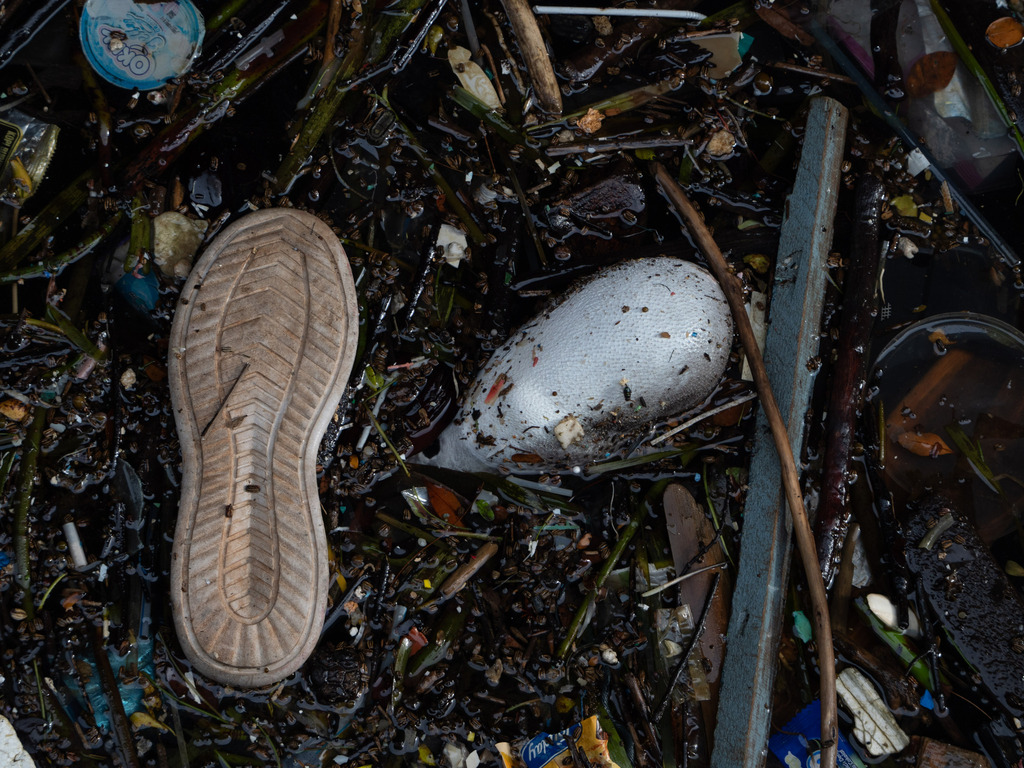 Starry Puffer from Singapore on June 01, 2024 at 04:58 PM by Tay Jing ...