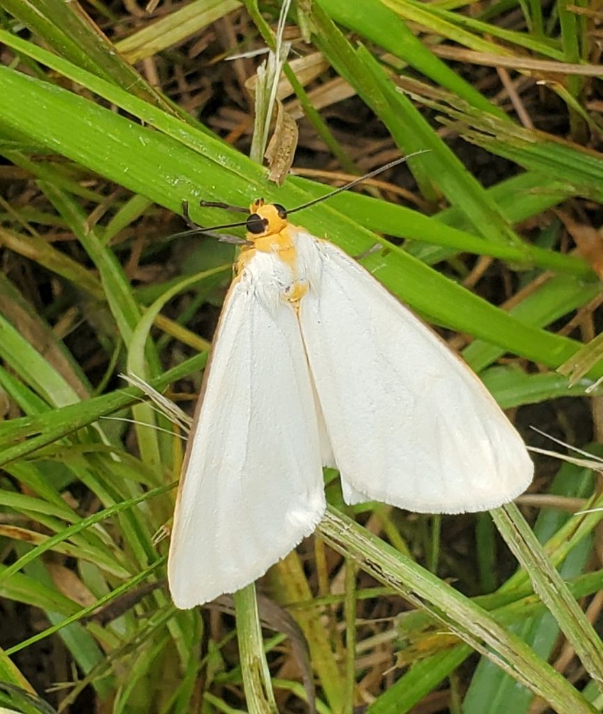 Tiger Moths from Cherokee, KS 66724, USA on June 2, 2024 at 10:25 AM by ...