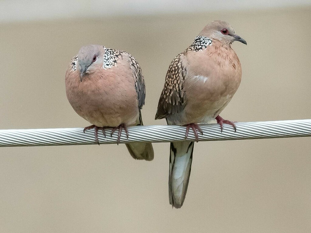 Spotted Dove from Syapru Besi 45000, Népal on May 8, 2024 at 06:02 PM ...