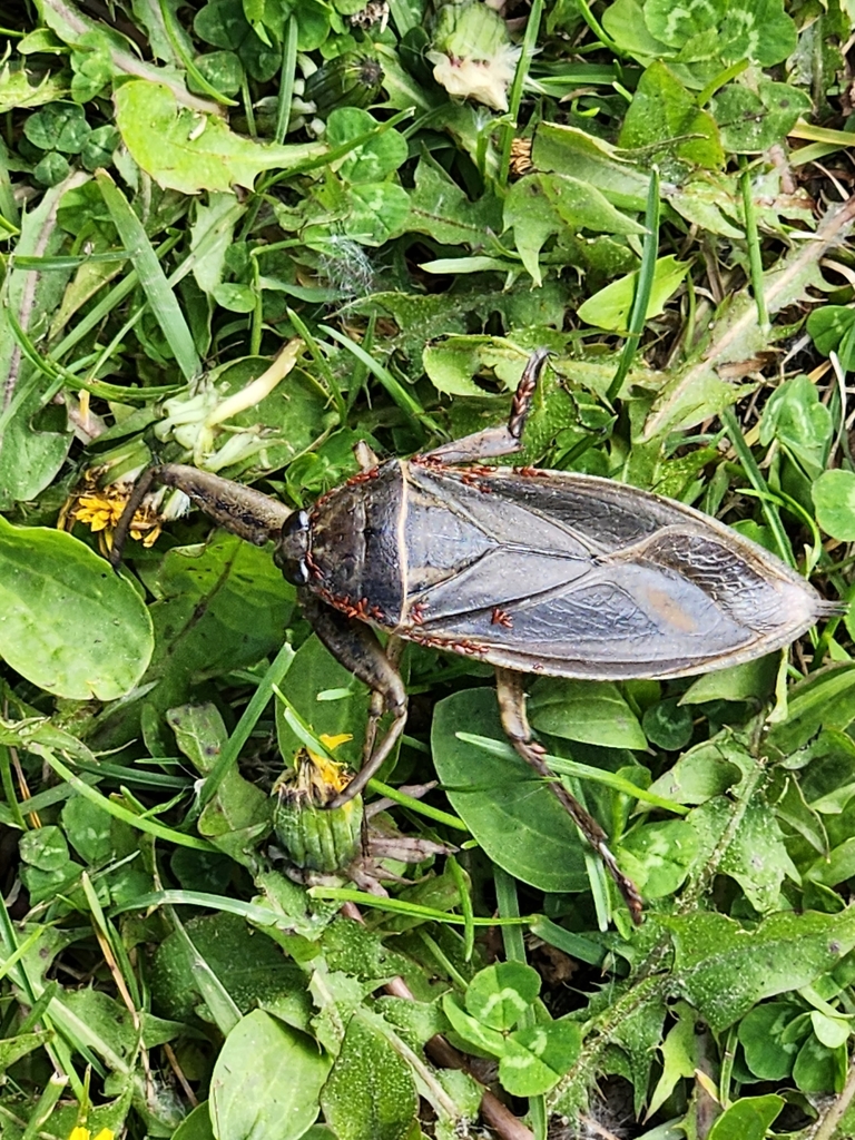 American Giant Water Bug from Spiritwood, SK S0J 2M0, Canada on June 2 ...