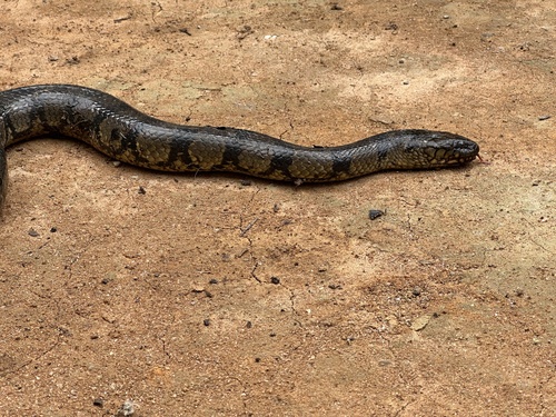 Ornate African Water Snake (Grayia ornata) - Snakes and Lizards