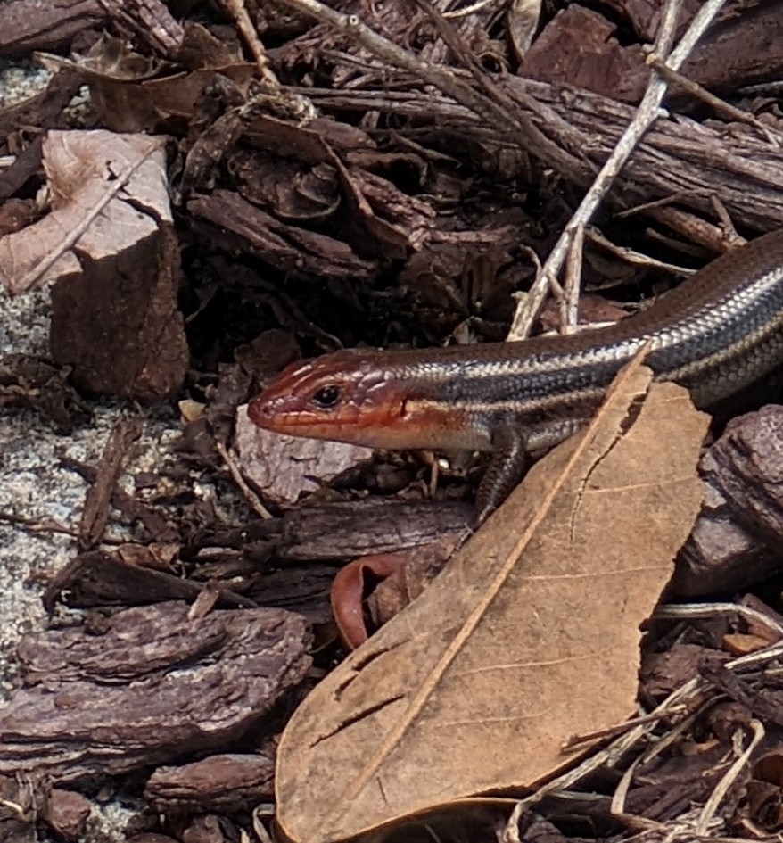 Common Five-lined Skink from Kitty Hawk, NC 27949, USA on June 2, 2024 ...