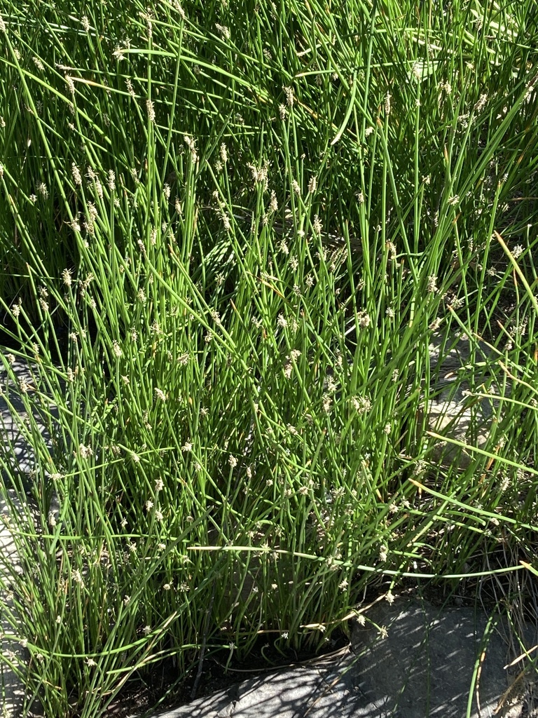 sand spikerush from Alameda County, CA, USA on May 29, 2024 at 10:26 AM ...